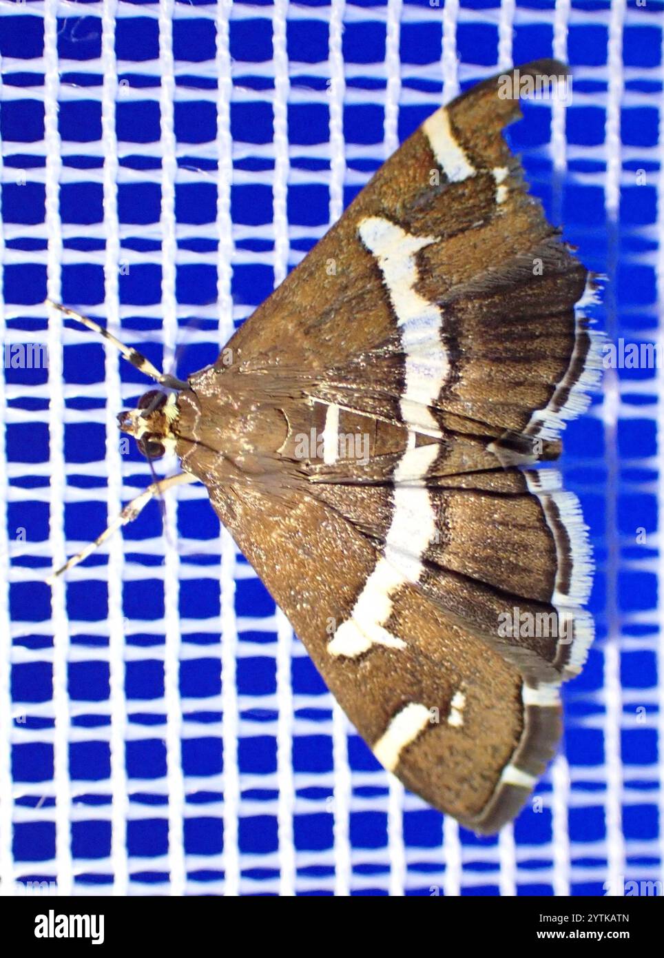 Hawaiian Beet Webworm Moth (Spoladea recurvalis Stock Photo - Alamy