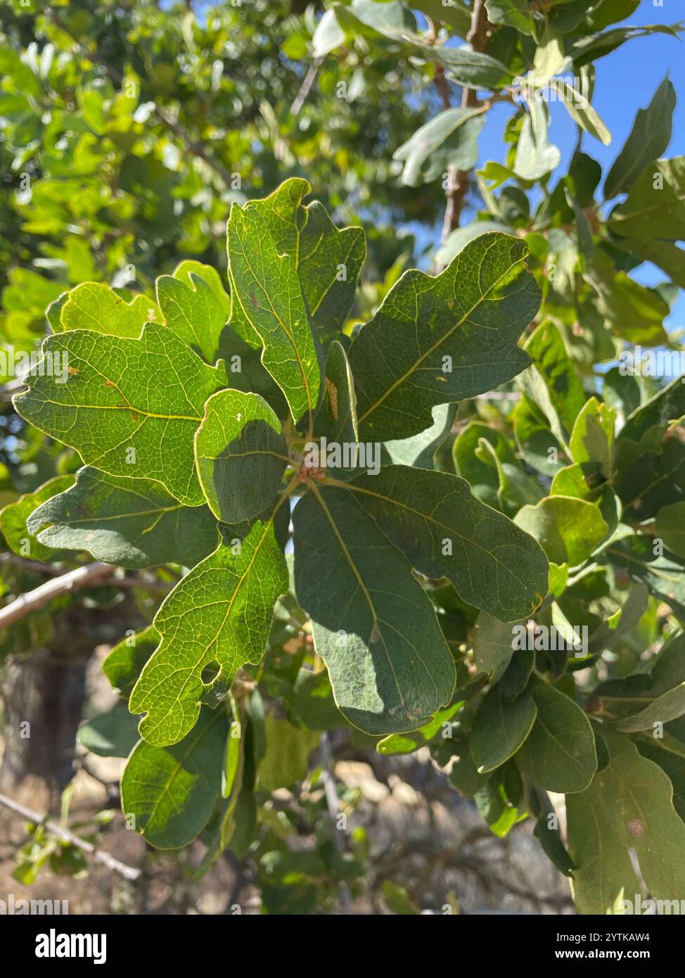 blue oak (Quercus douglasii Stock Photo - Alamy