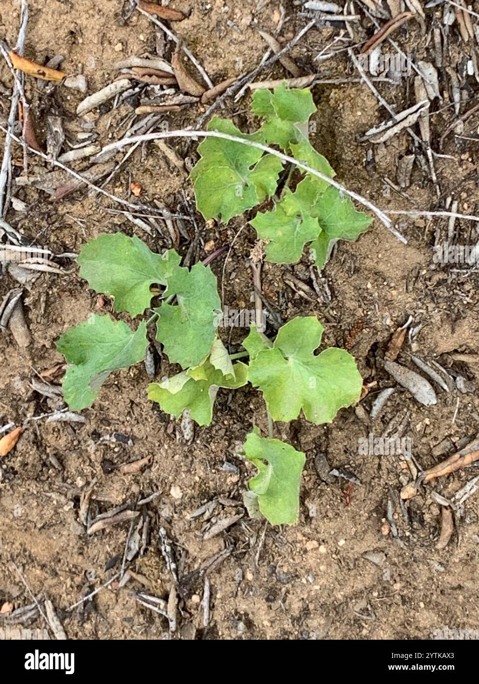 Shiny Biscuitroot (Lomatium lucidum Stock Photo - Alamy