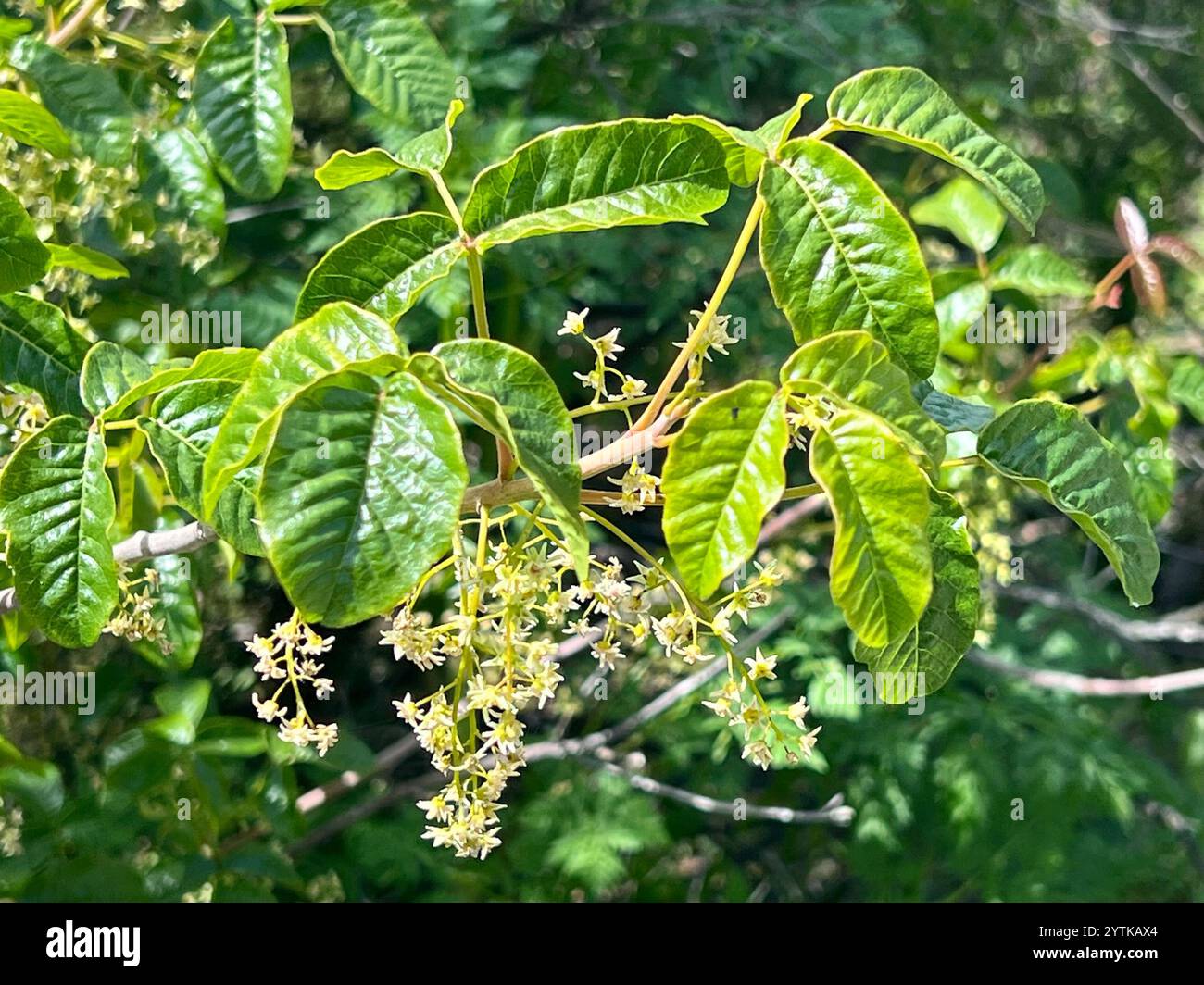 Pacific poison oak (Toxicodendron diversilobum Stock Photo - Alamy