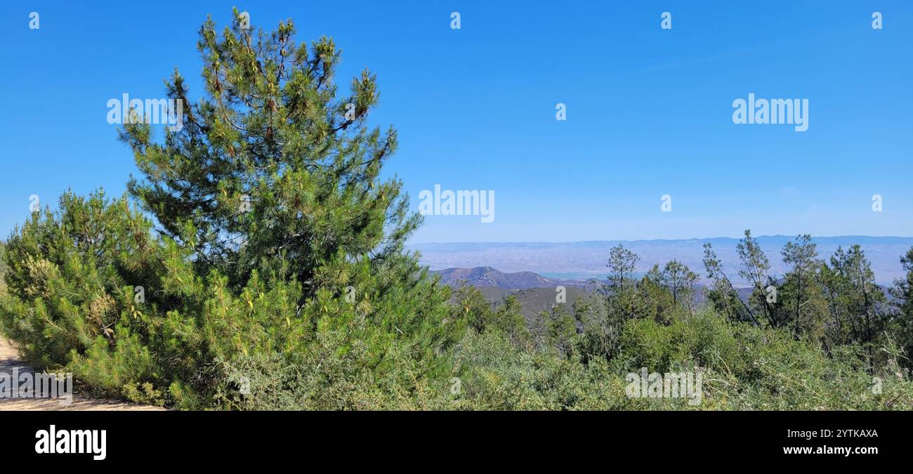 knobcone pine (Pinus attenuata Stock Photo - Alamy