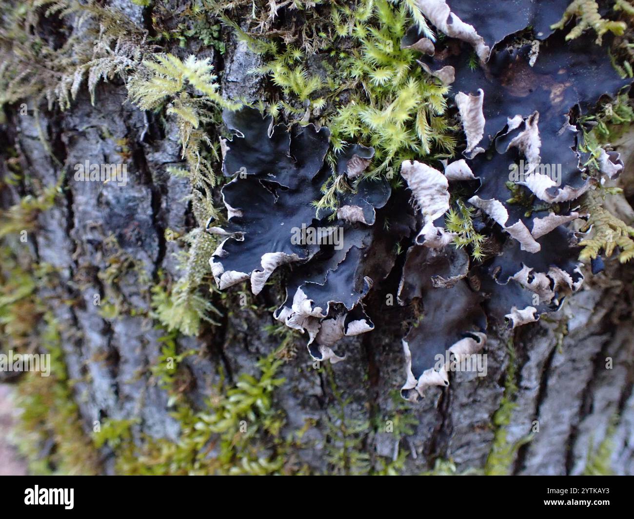 tree pelt lichen (Peltigera collina Stock Photo - Alamy
