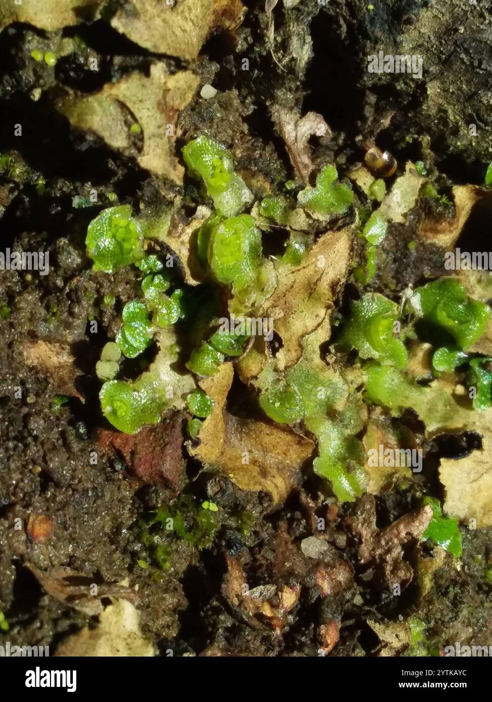 Lunularia cruciata hi-res stock photography and images - Alamy