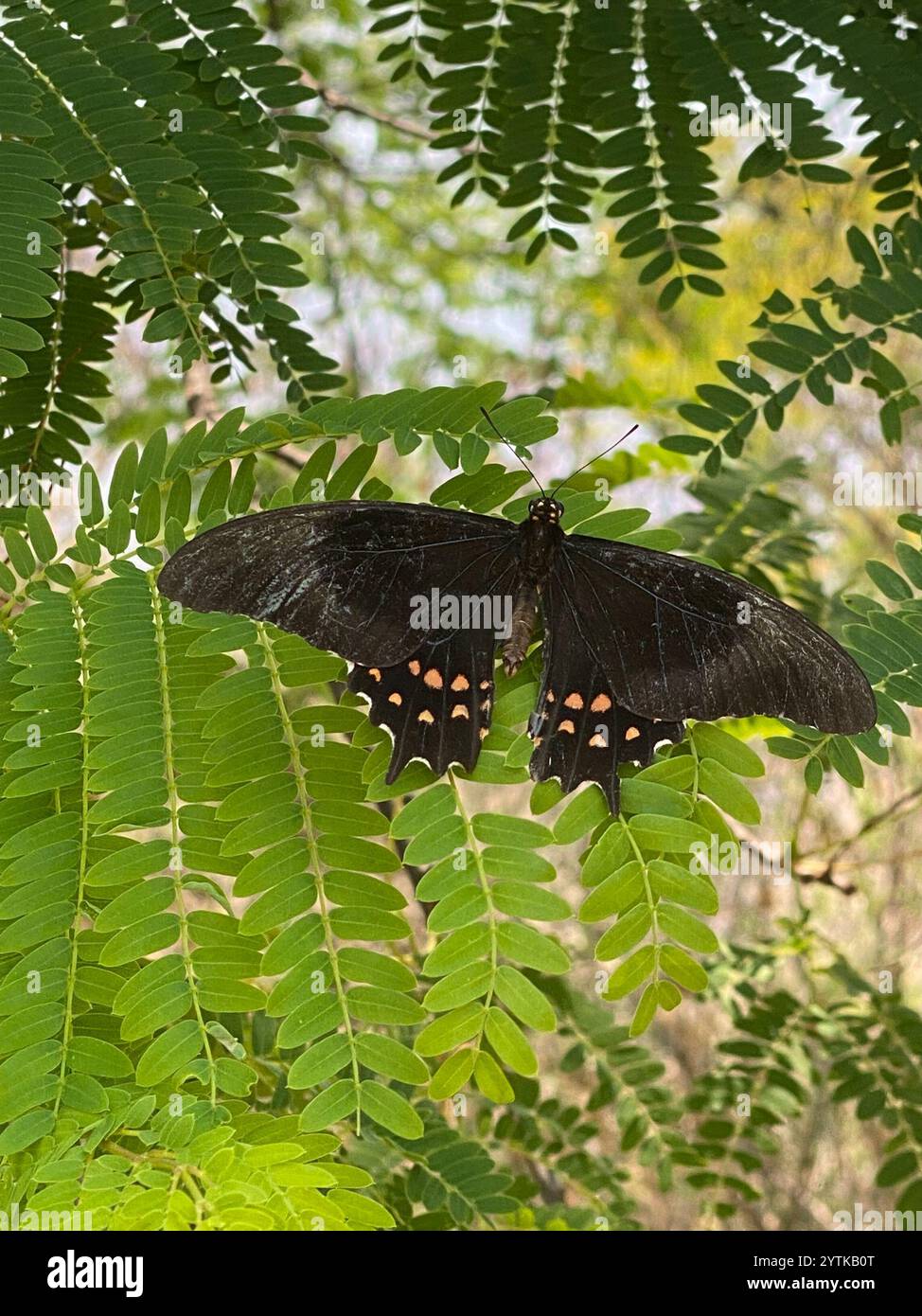 pink-spotted swallowtail (Heraclides rogeri Stock Photo - Alamy