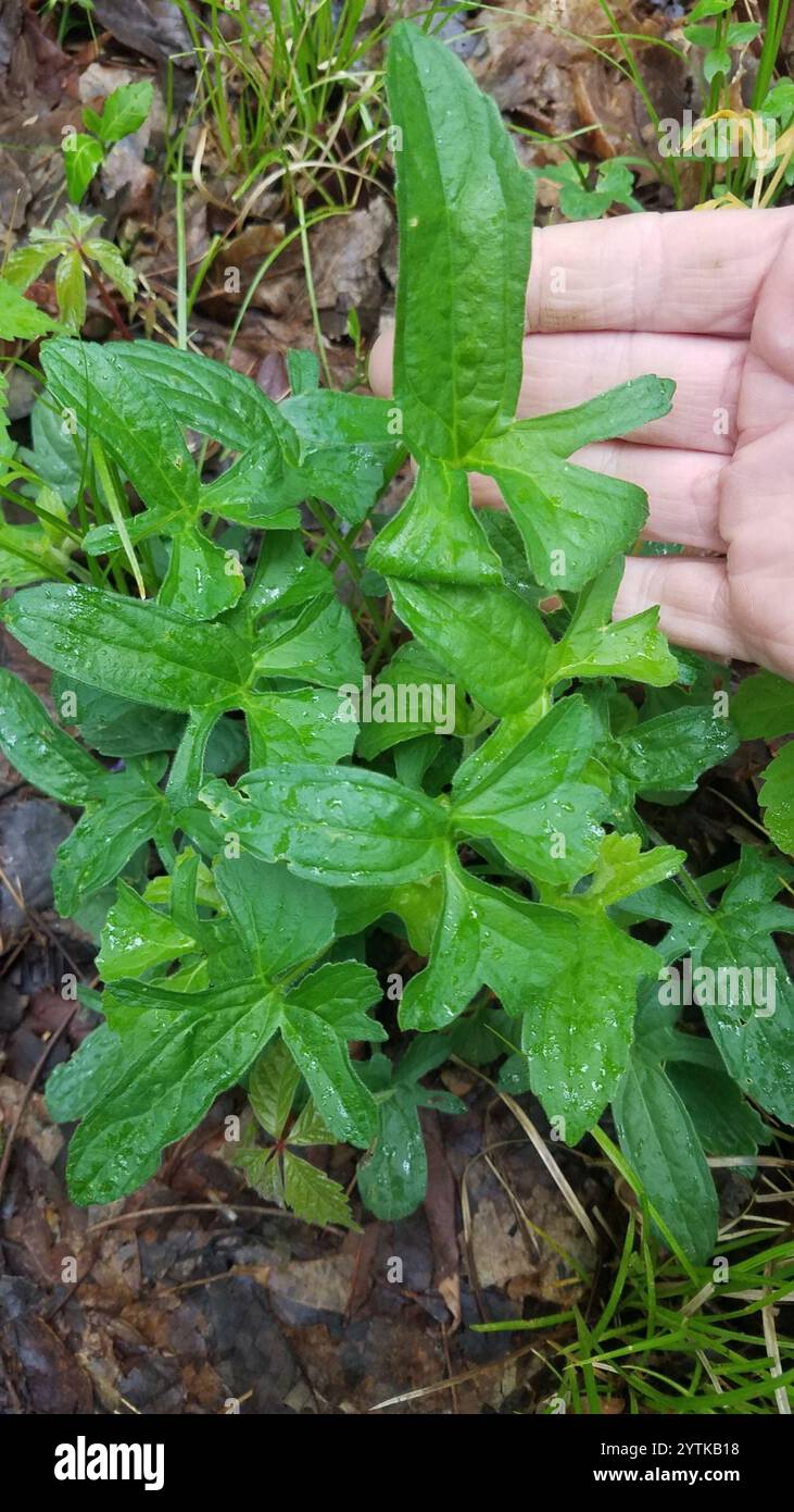 three-lobed violet (Viola palmata Stock Photo - Alamy
