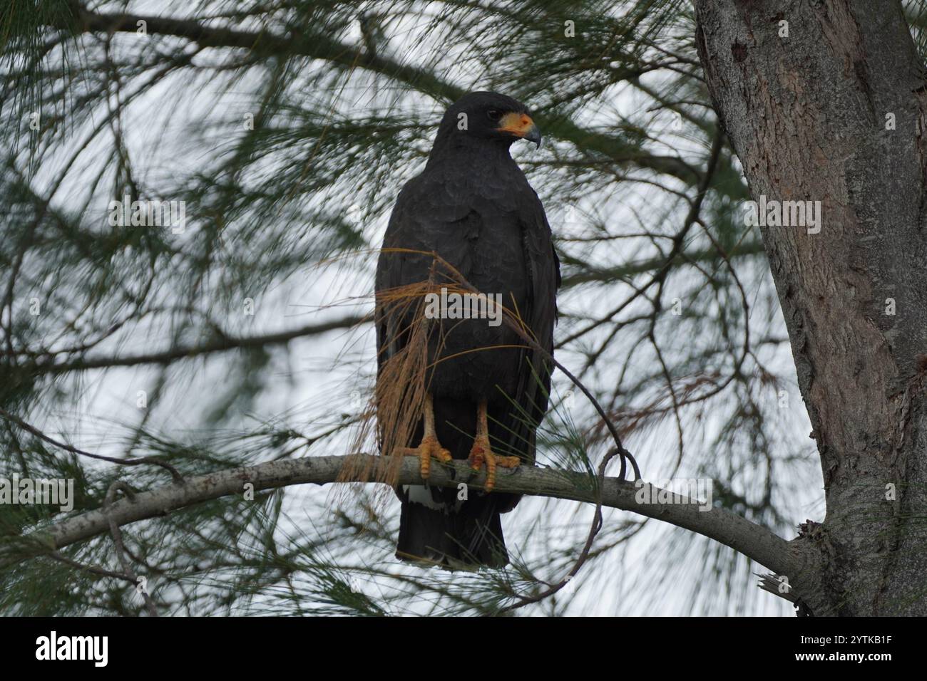 Common Black Hawk (Buteogallus anthracinus Stock Photo - Alamy
