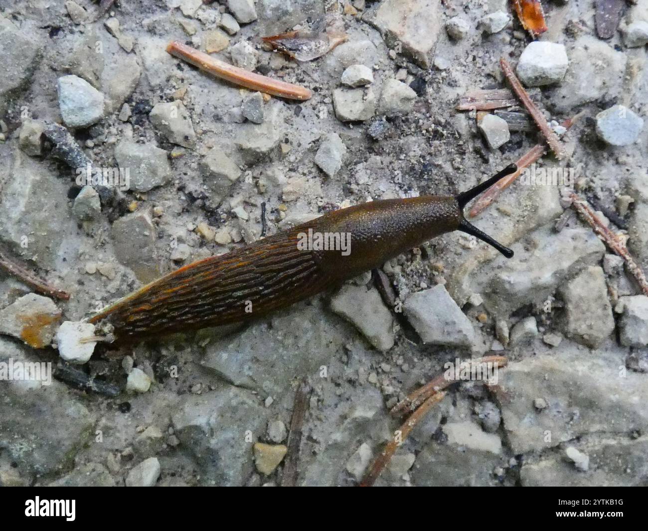 Arion Slugs (Arion Stock Photo - Alamy
