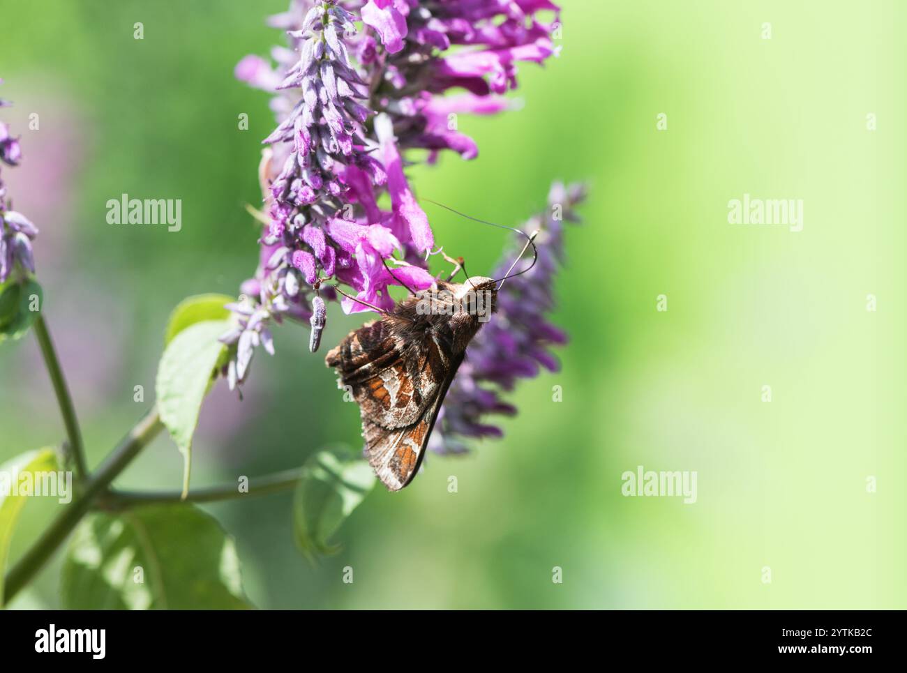 Colourful skipper, a Chestnut-marked Therra (Thespeius macareus ...