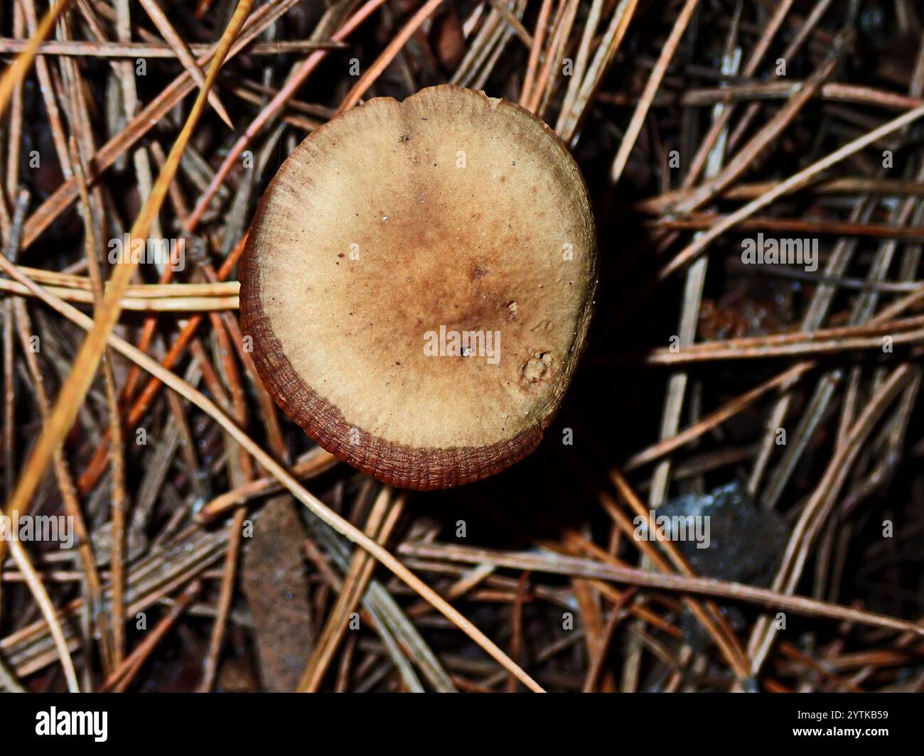 Common Conecap (Pholiotina rugosa Stock Photo - Alamy