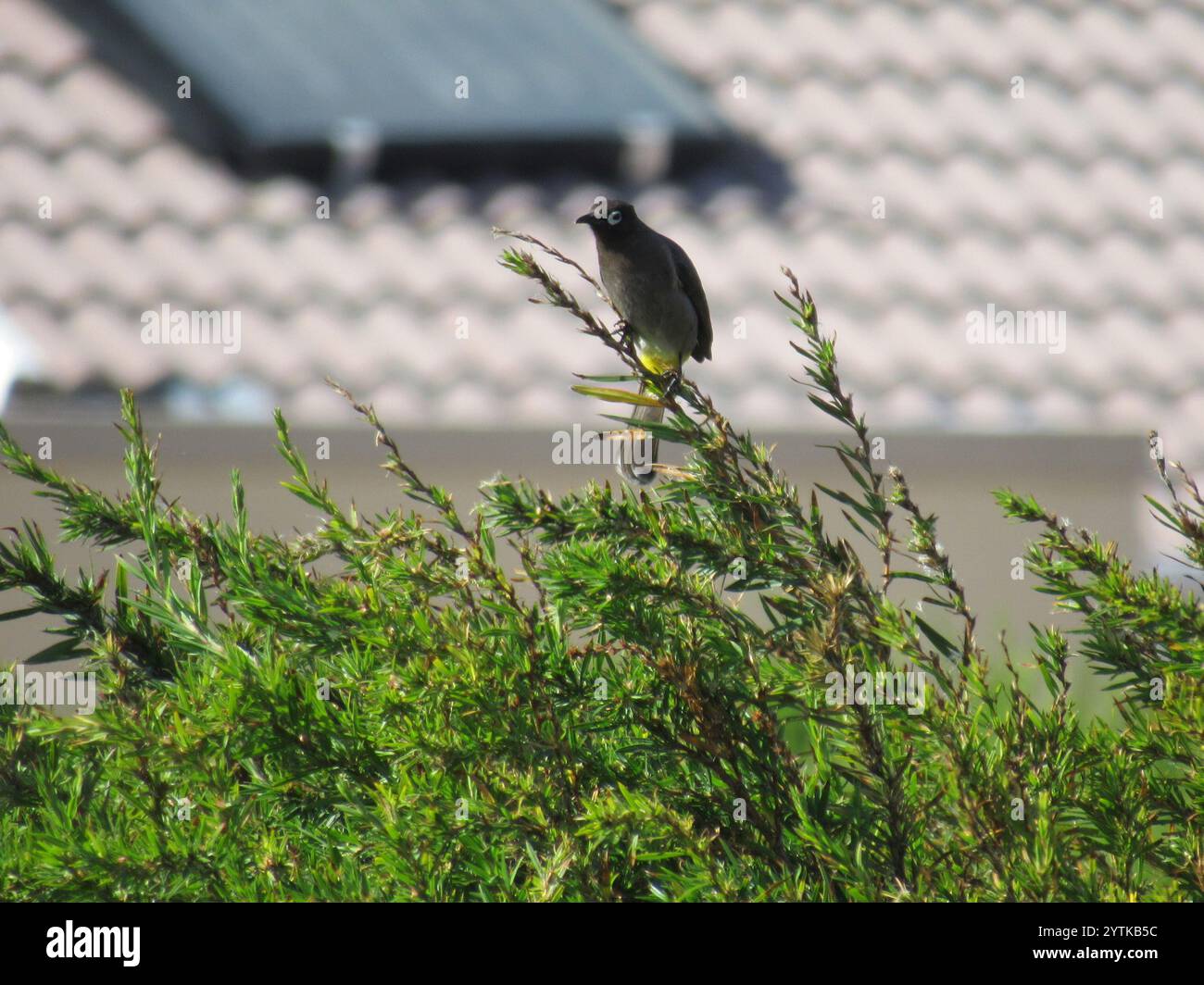 Cape Bulbul (Pycnonotus capensis Stock Photo - Alamy
