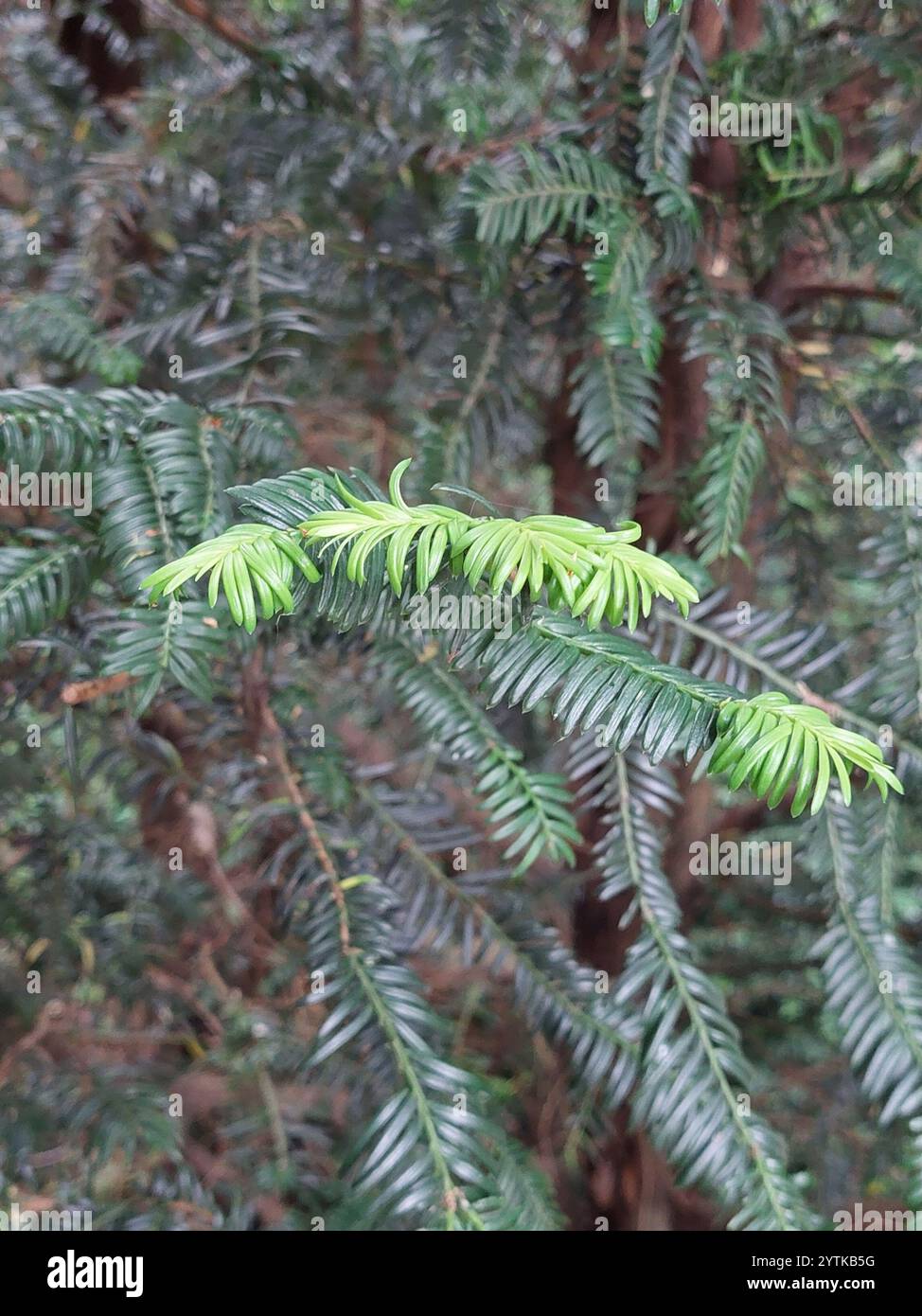 common yew (Taxus baccata Stock Photo - Alamy