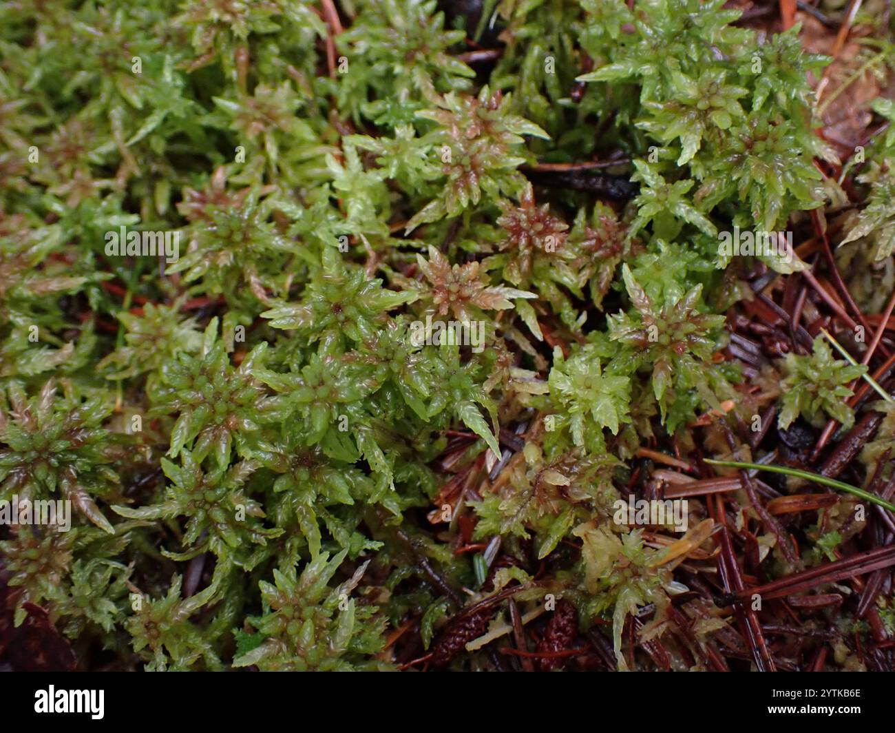 Prairie Peatmoss (Sphagnum palustre Stock Photo - Alamy