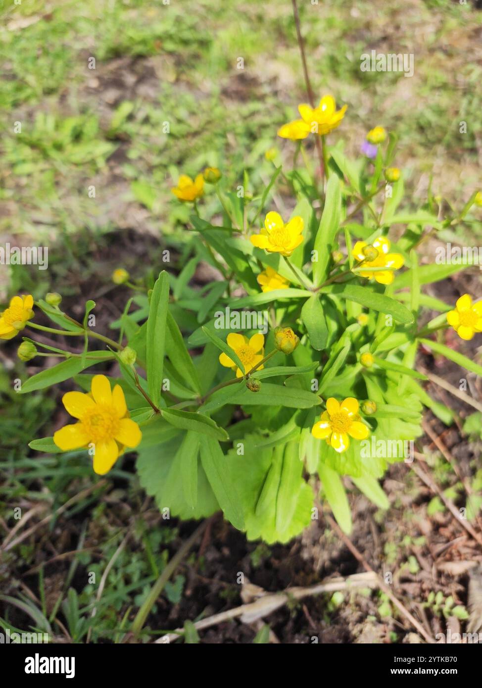One-leaf buttercup (Ranunculus monophyllus Stock Photo - Alamy