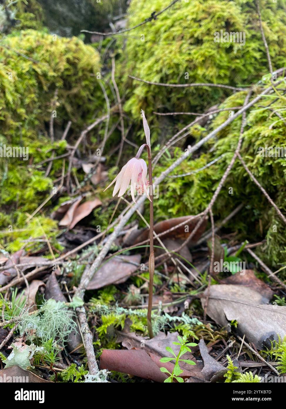 Western Fairy-slipper (Calypso bulbosa occidentalis Stock Photo - Alamy