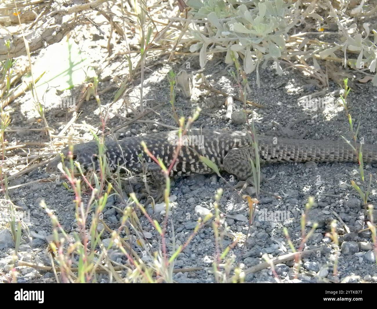 Western Whiptail (Aspidoscelis tigris Stock Photo - Alamy