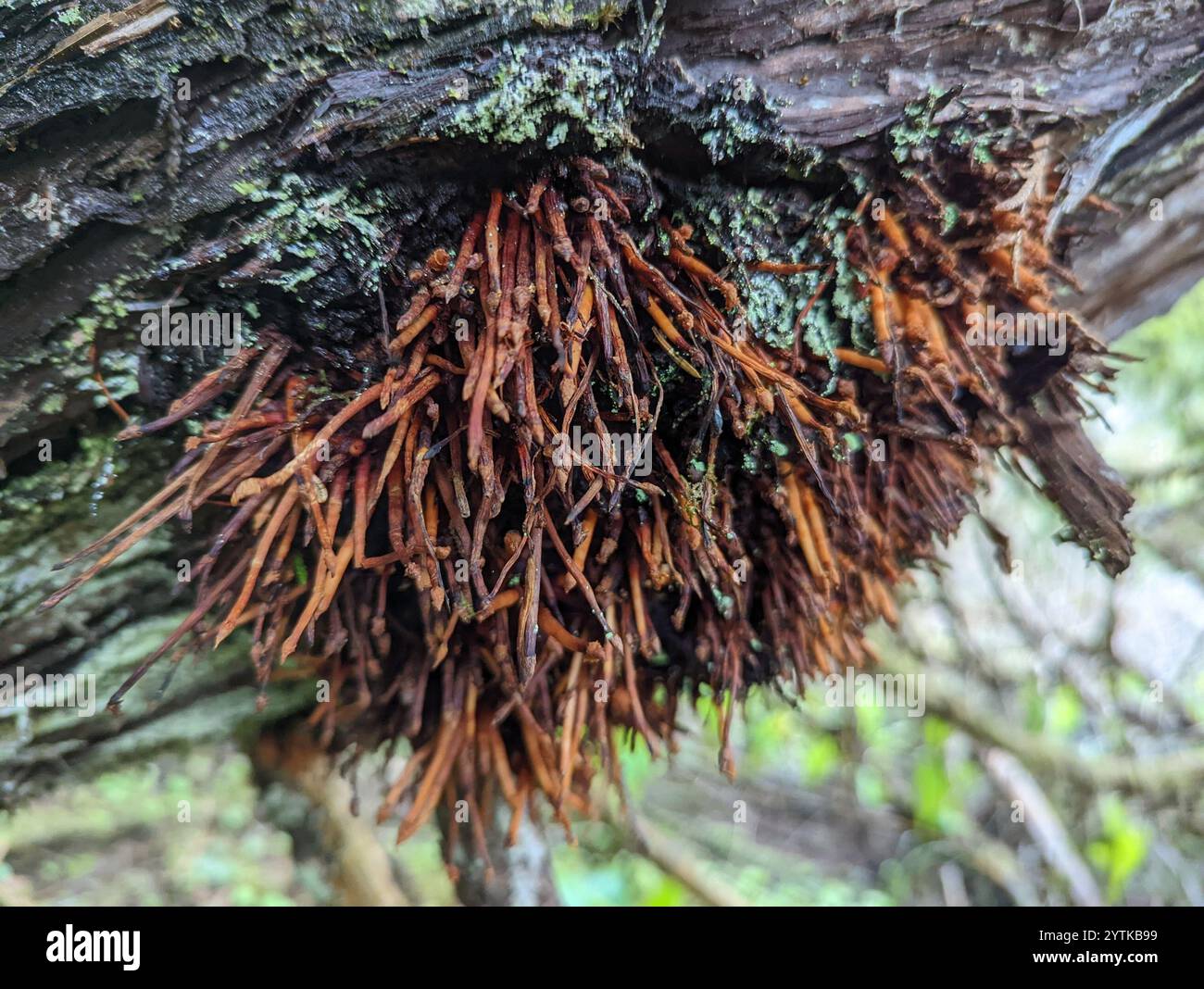 rust fungi (Pucciniales Stock Photo - Alamy