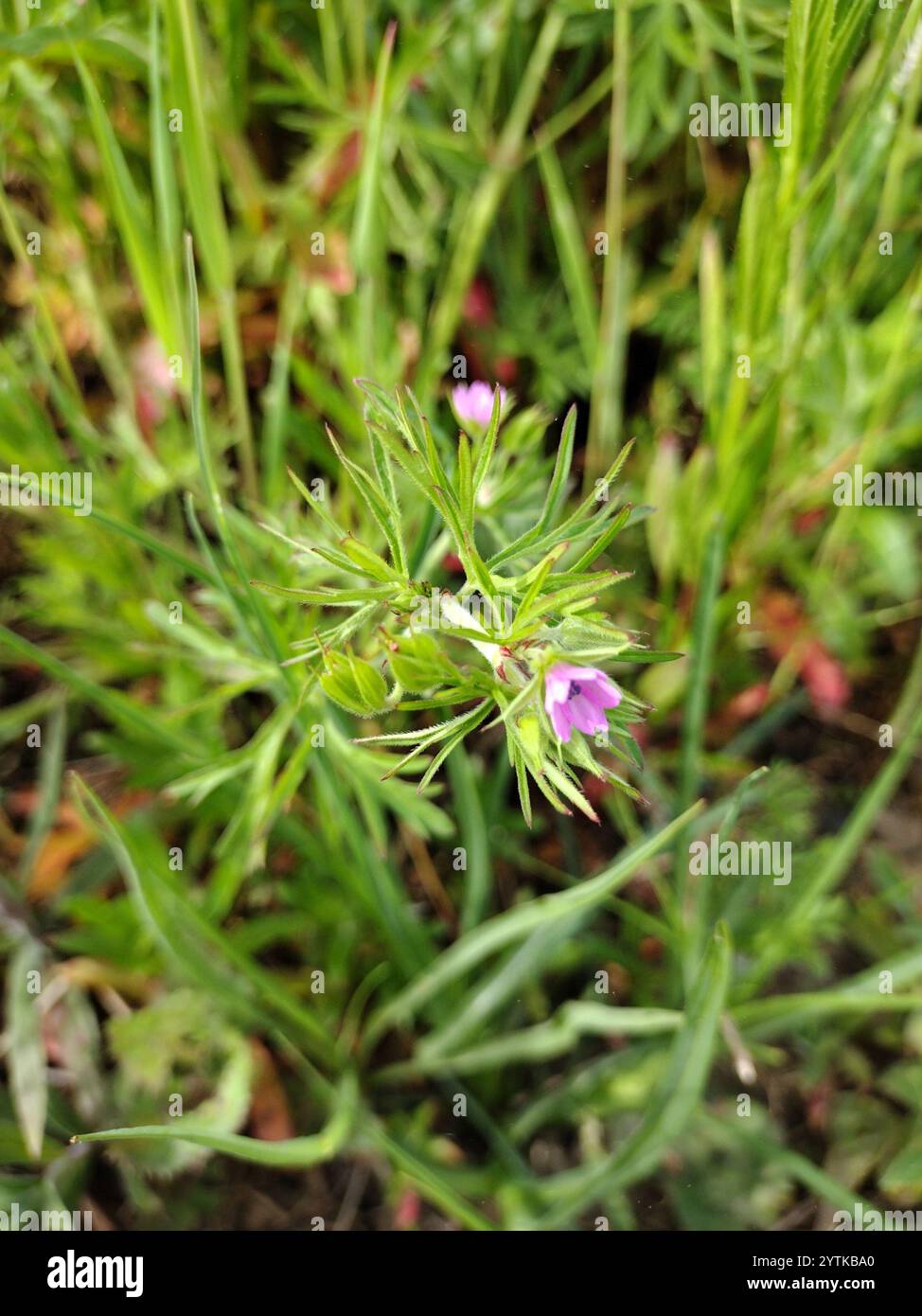 Cut-leaved crane's-bill (Geranium dissectum Stock Photo - Alamy