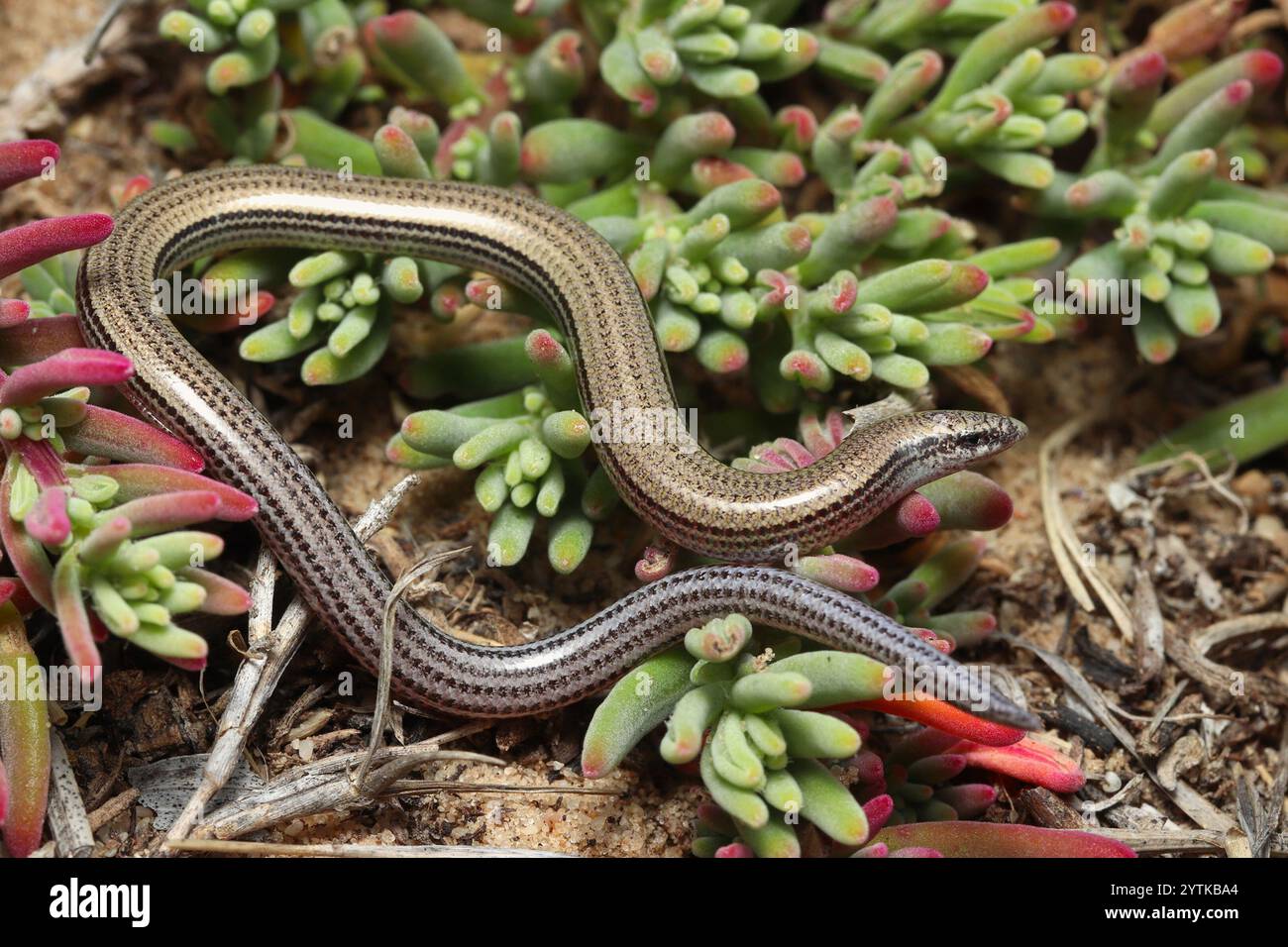 Dwarf burrowing skink hi-res stock photography and images - Alamy