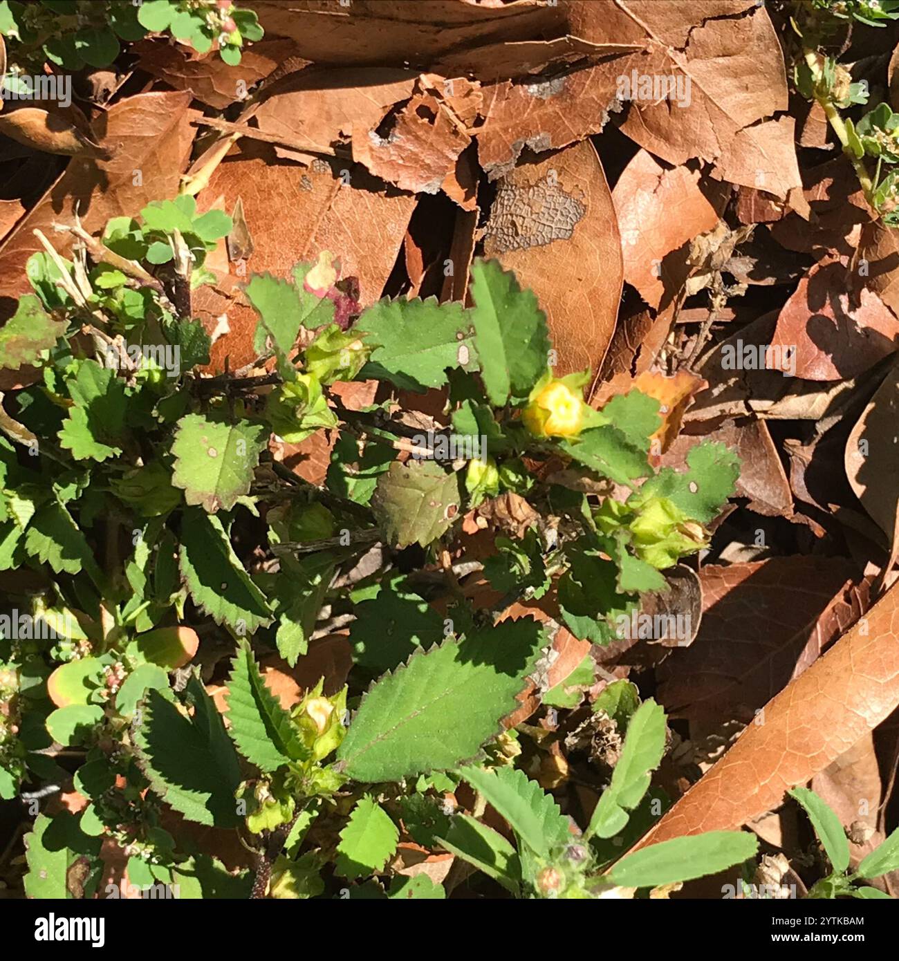 Common Fanpetals (Sida ulmifolia Stock Photo - Alamy