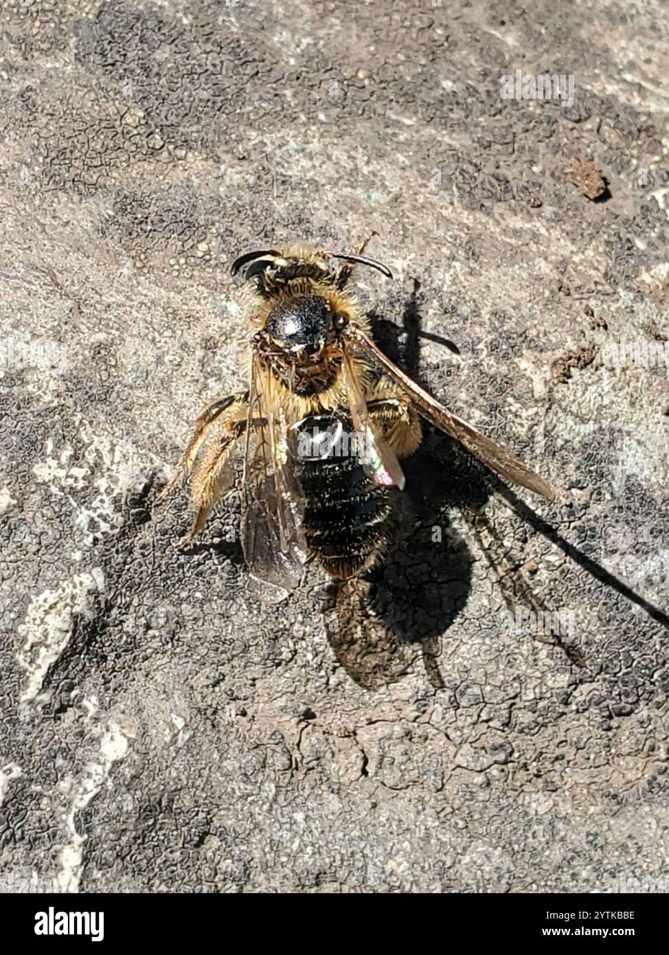 Mining Bees (Andrena Stock Photo - Alamy