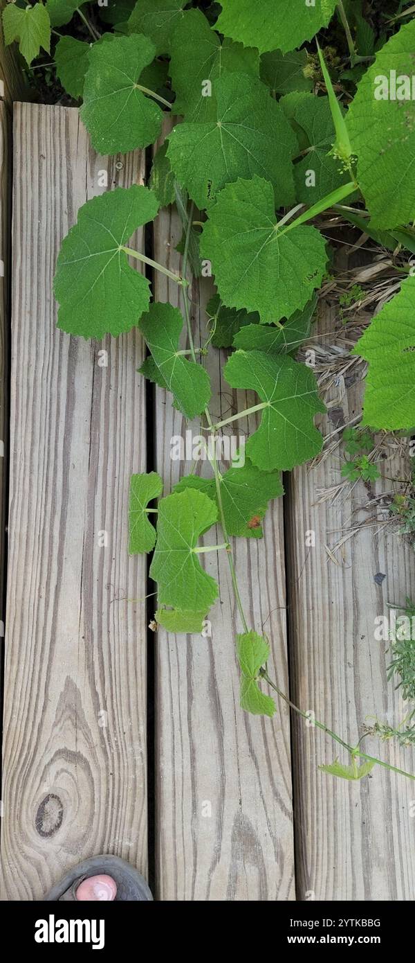 graybark grape (Vitis cinerea Stock Photo - Alamy