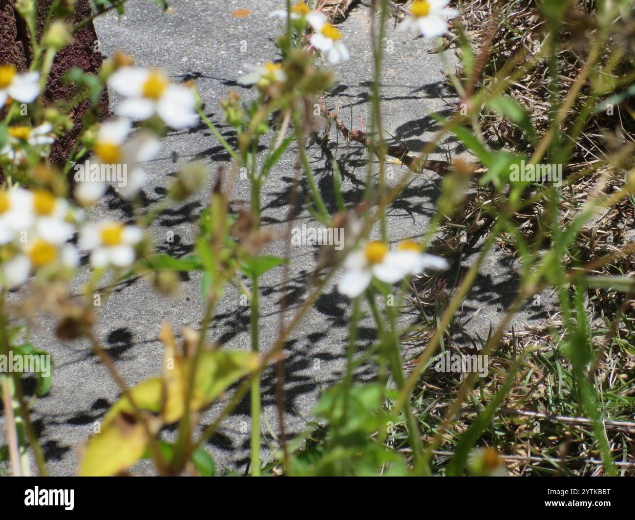 White beggarticks (Bidens alba Stock Photo - Alamy