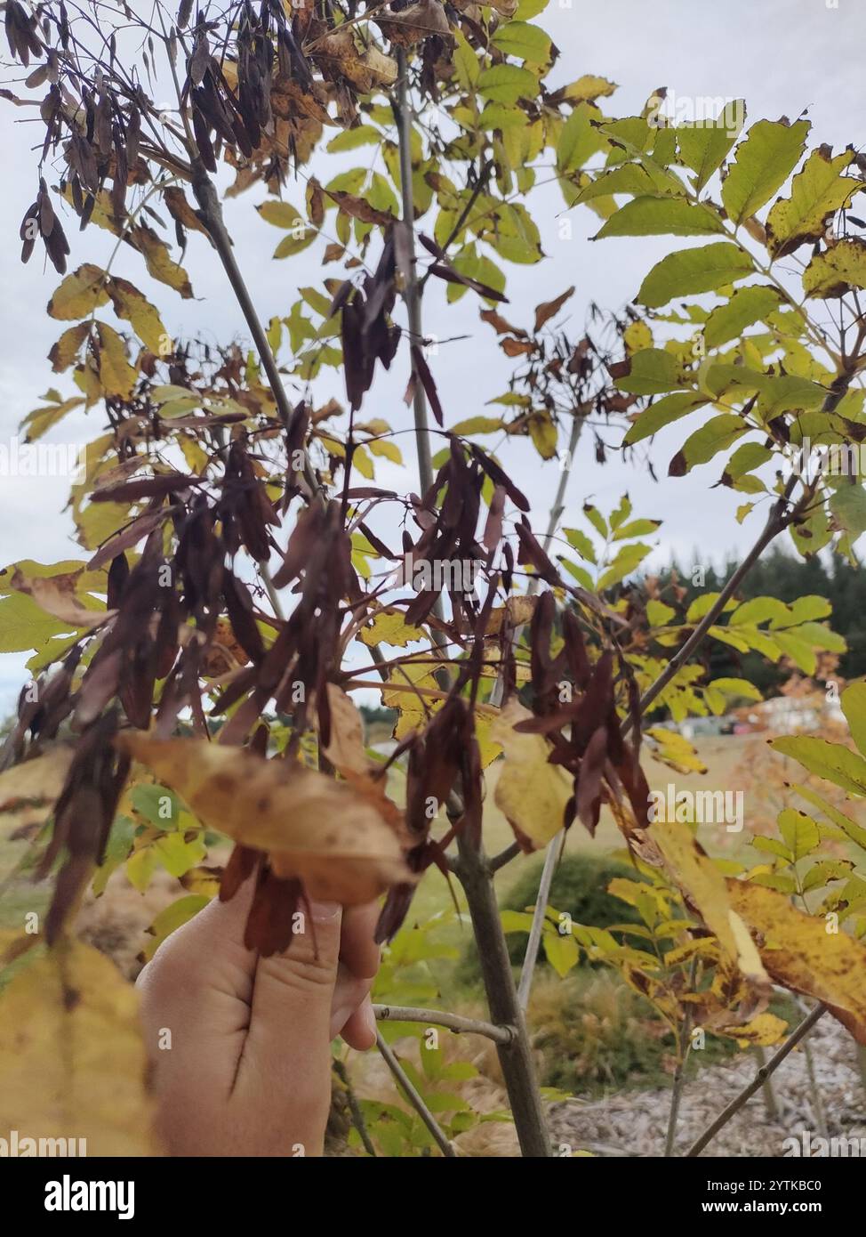 Manna ash (Fraxinus ornus Stock Photo - Alamy