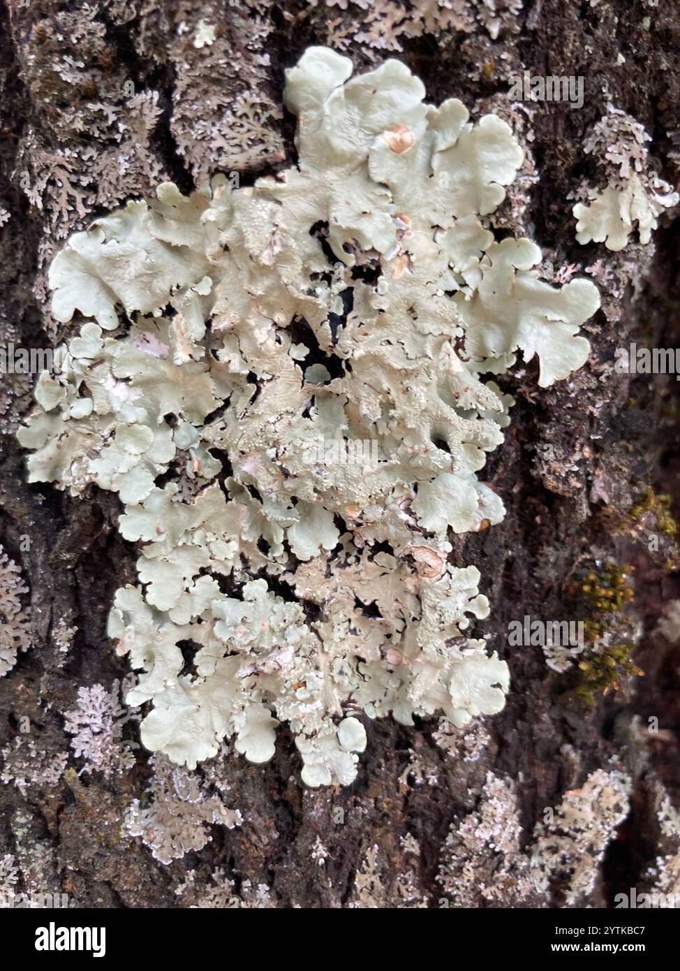 common greenshield lichen (Flavoparmelia caperata Stock Photo - Alamy