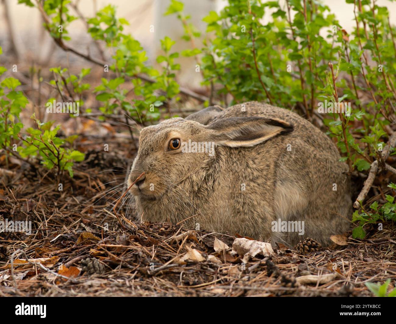 White-tailed Jackrabbit (Lepus townsendii Stock Photo - Alamy
