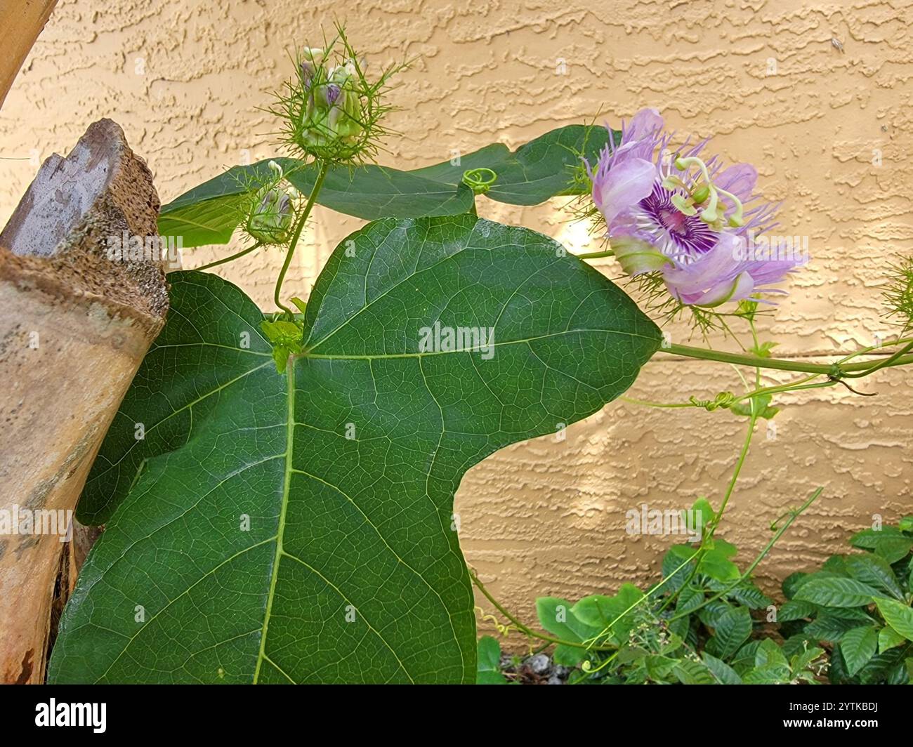 fringed passionflower (Passiflora ciliata Stock Photo - Alamy