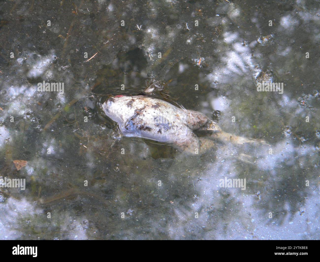 African clawed frog xenopus hi-res stock photography and images - Alamy