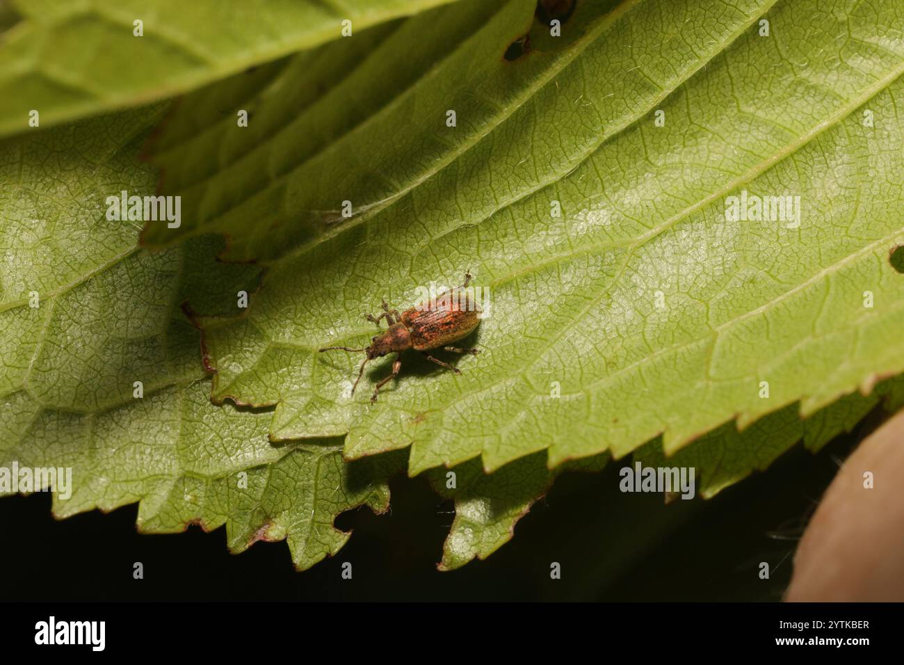 Common Leaf Weevil (Phyllobius pyri Stock Photo - Alamy