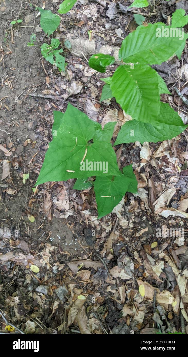 tall rattlesnake root (Nabalus altissimus Stock Photo - Alamy
