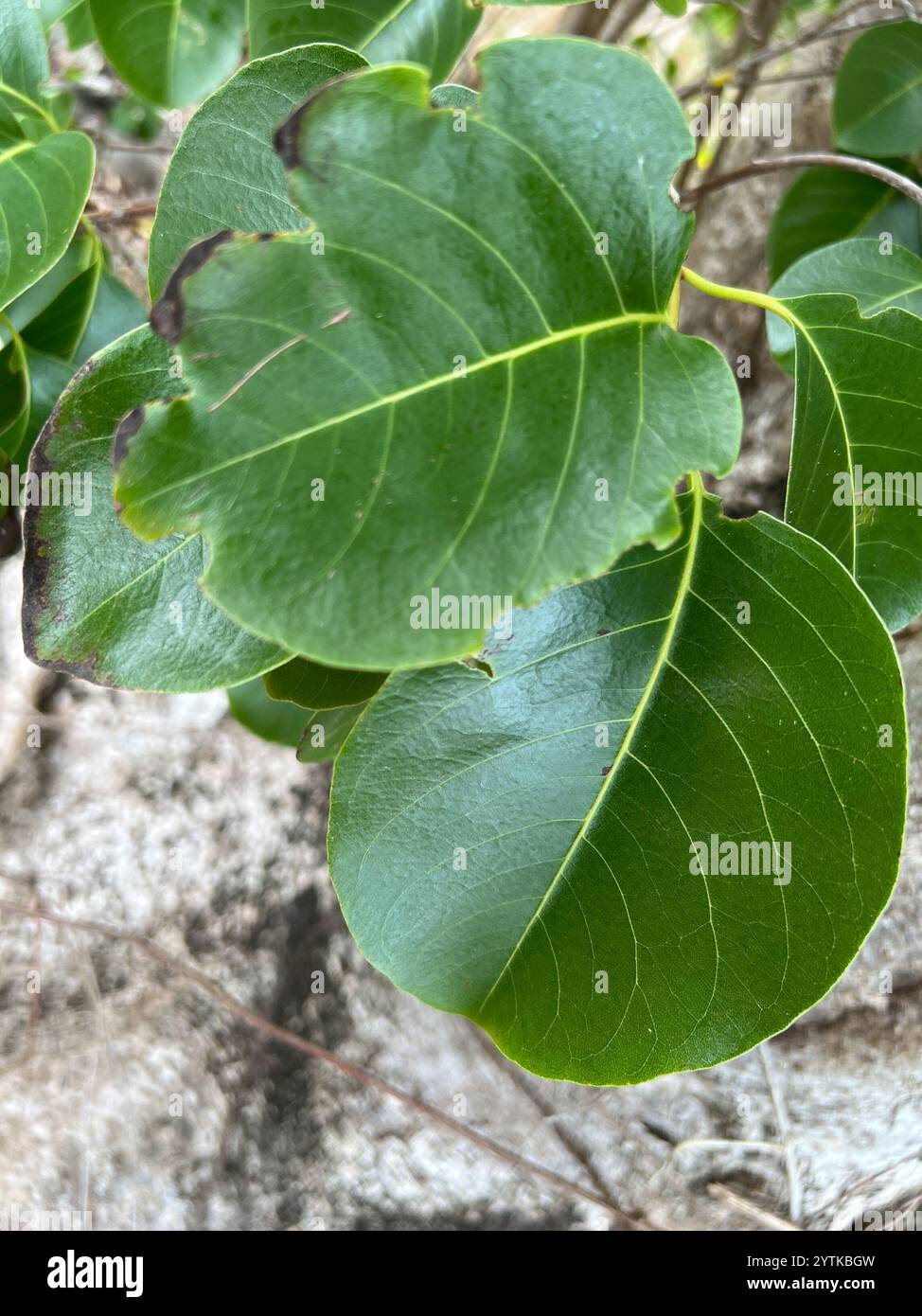 Water Mampoo (Pisonia subcordata Stock Photo - Alamy