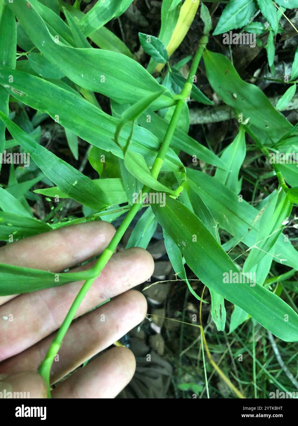 Zigzag Spiderwort (Tradescantia subaspera Stock Photo - Alamy