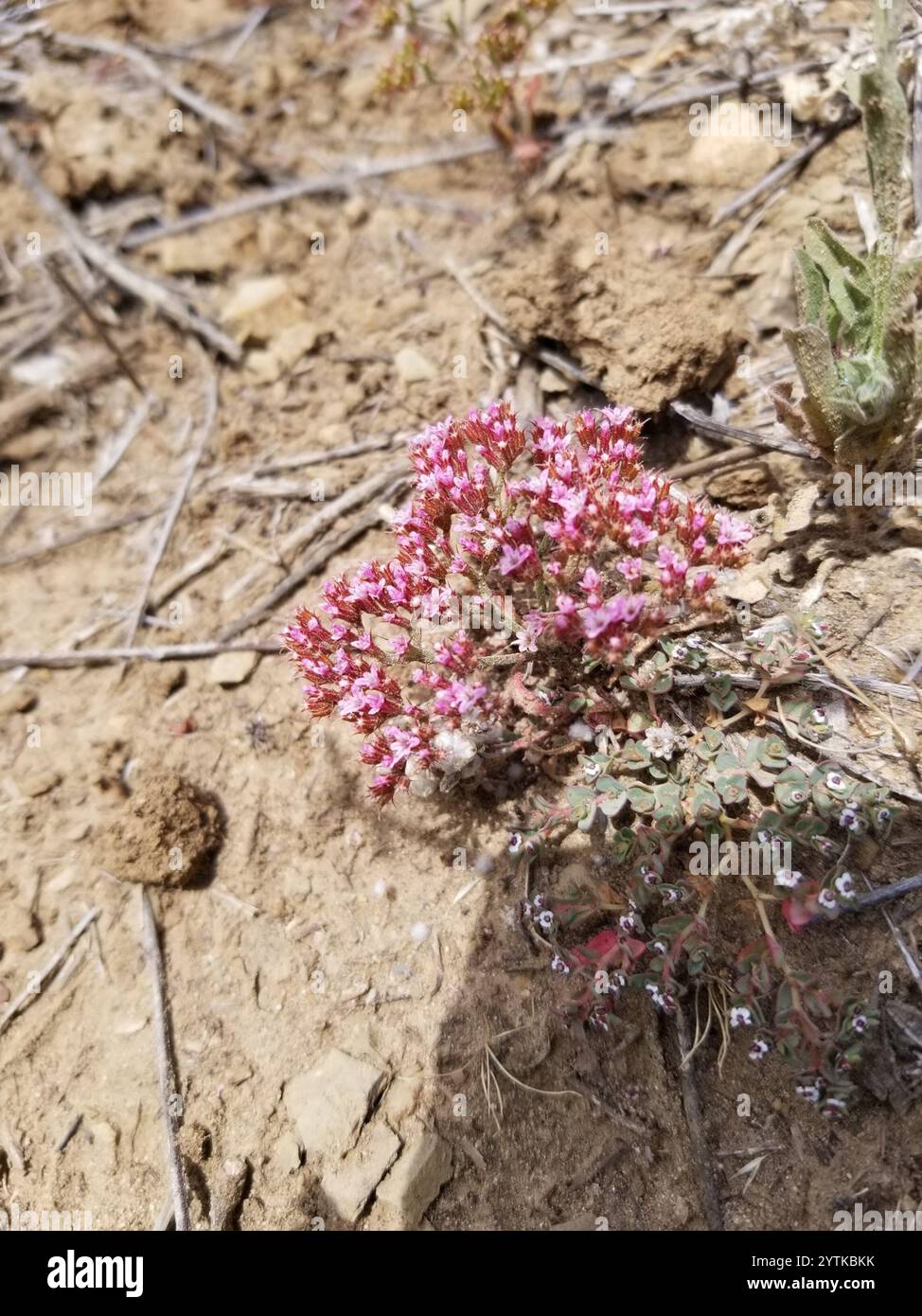 Turkish rugging (Chorizanthe staticoides Stock Photo - Alamy