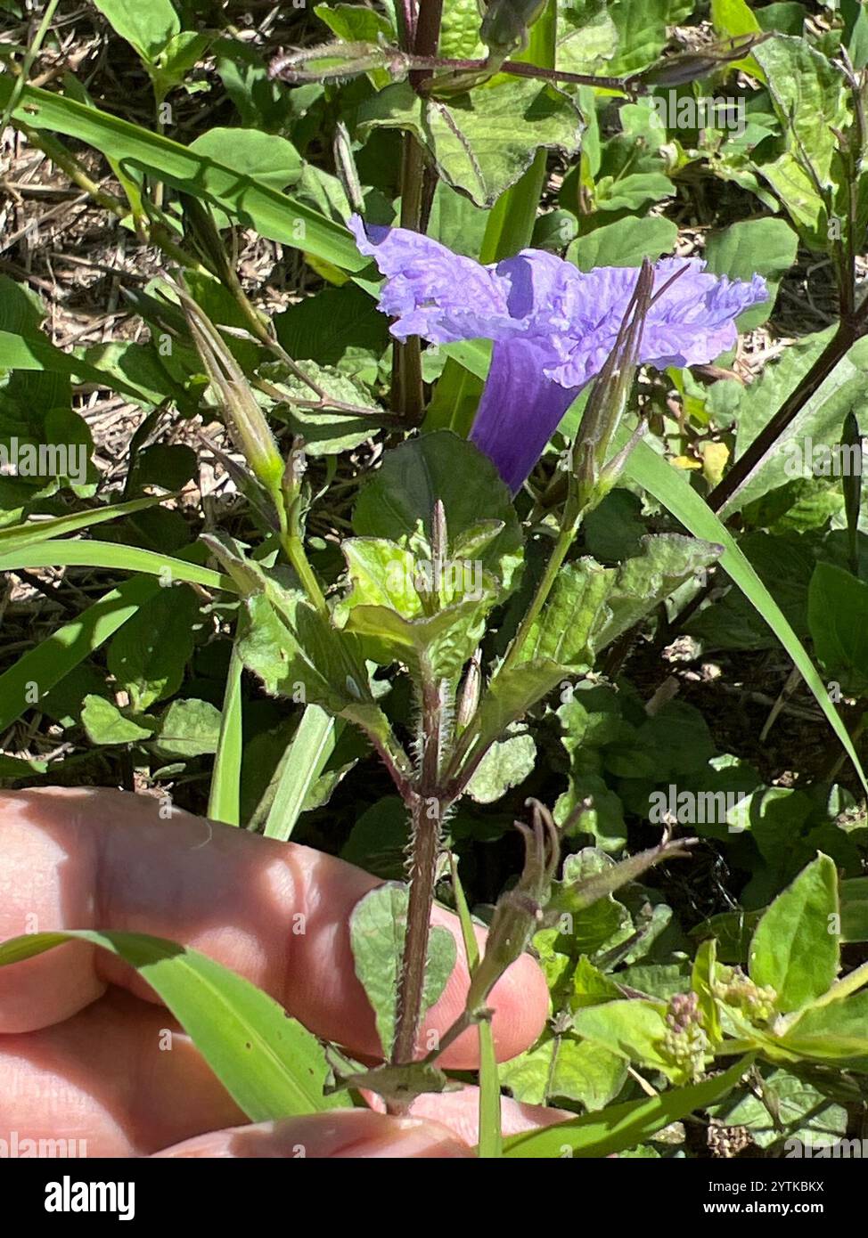 popping pod (Ruellia tuberosa Stock Photo - Alamy