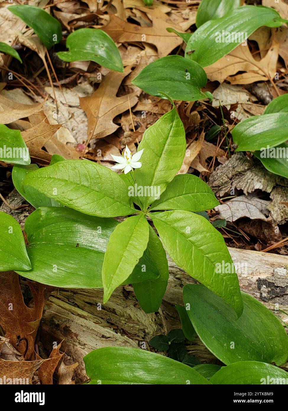 northern starflower (Lysimachia borealis Stock Photo - Alamy