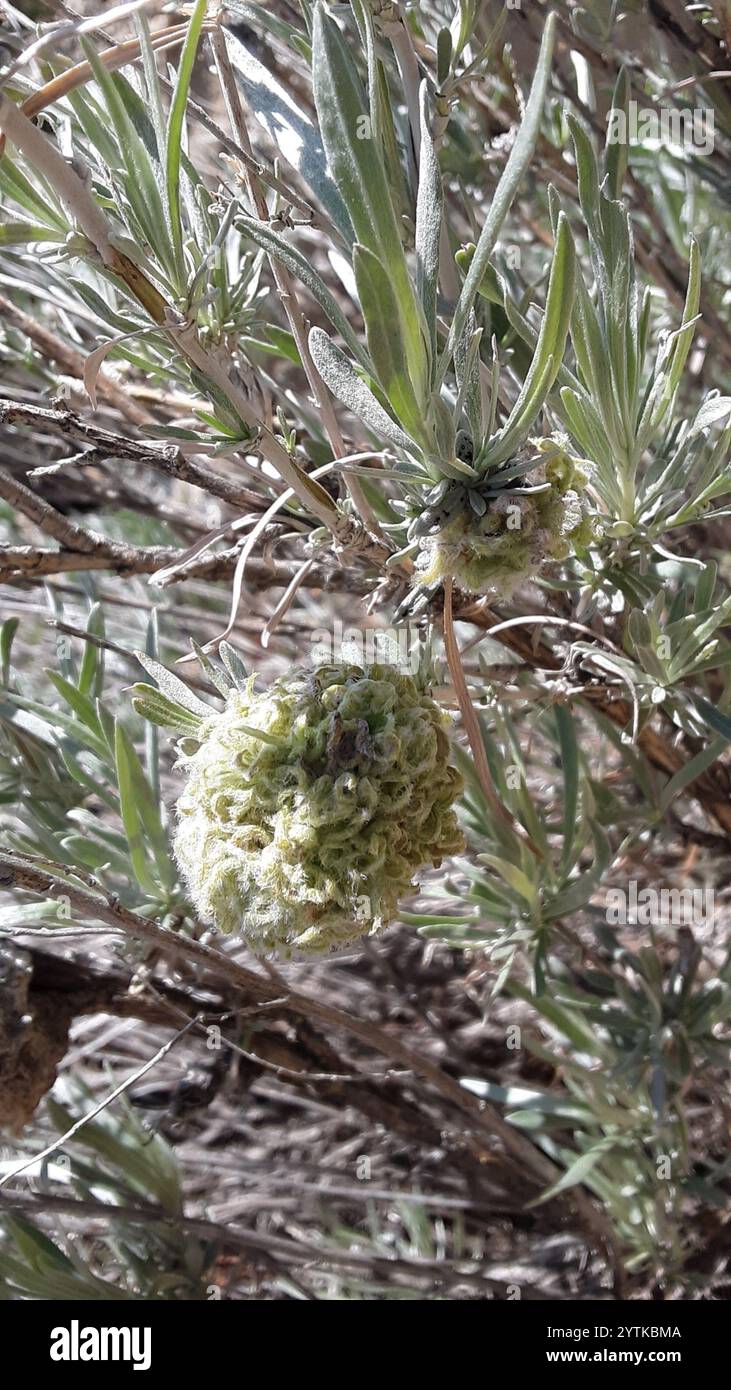Silver Sagebrush (Artemisia cana Stock Photo - Alamy