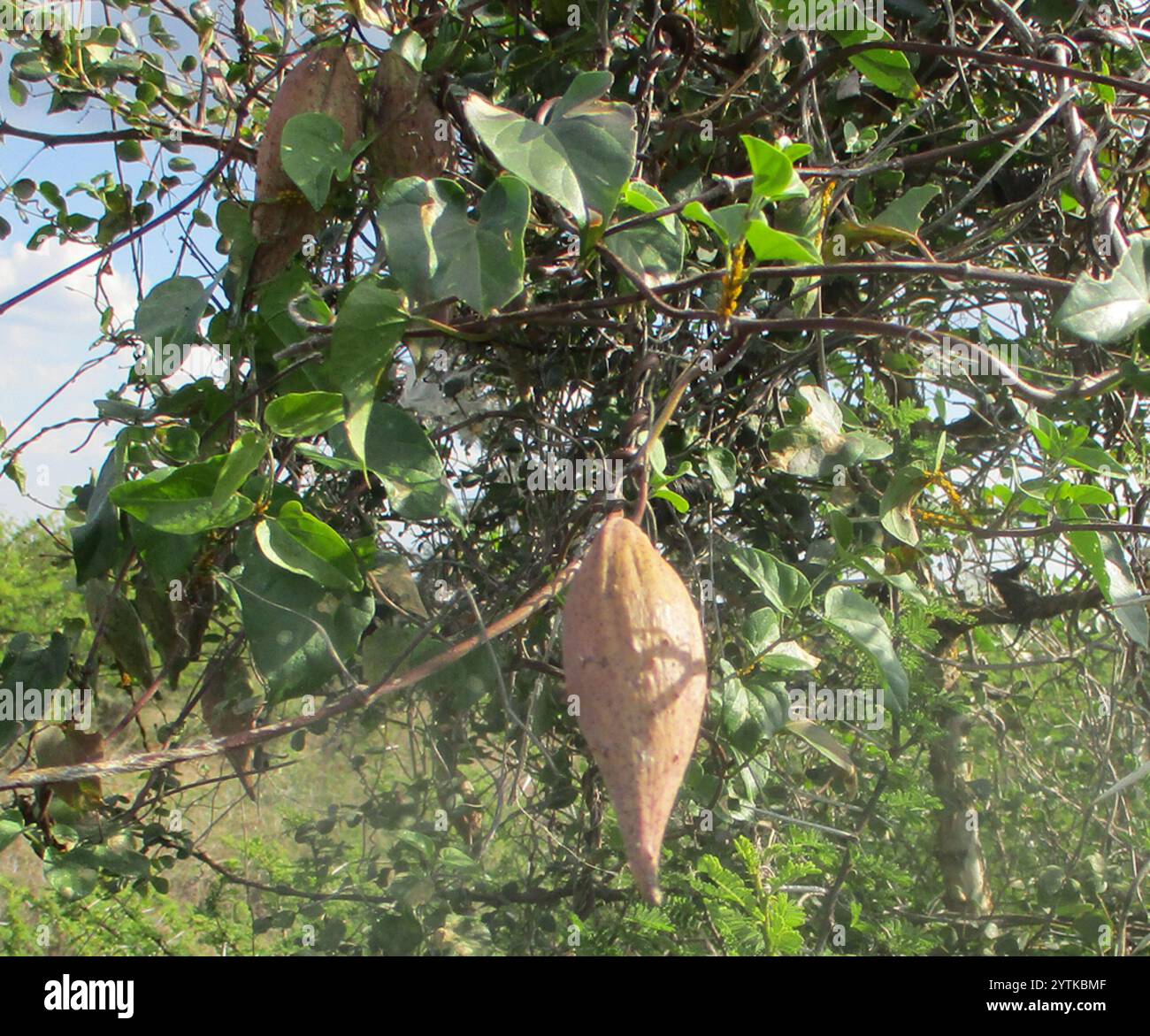Trellis-vine (Pergularia daemia Stock Photo - Alamy