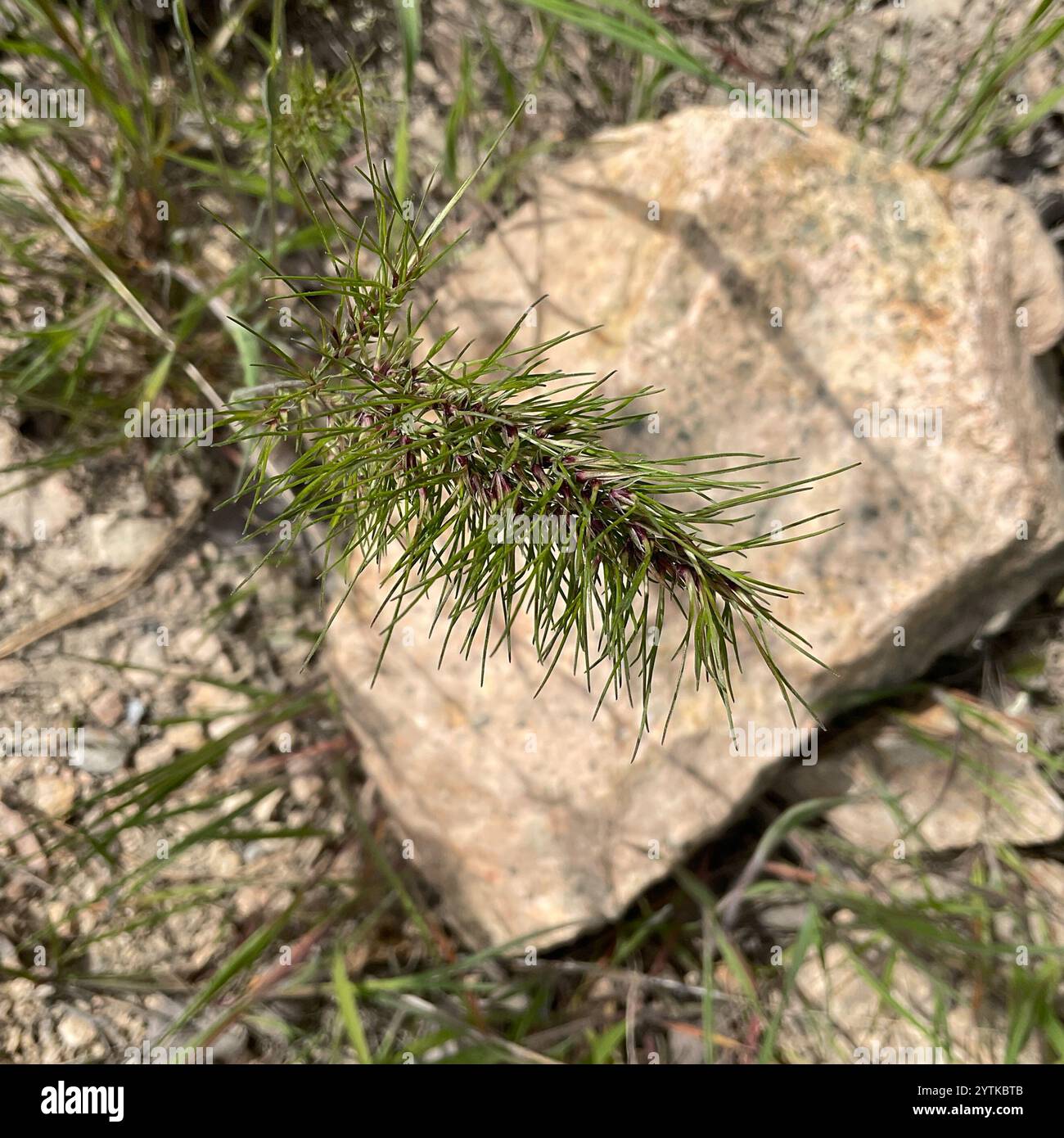 Bulbous Bluegrass (Poa bulbosa Stock Photo - Alamy