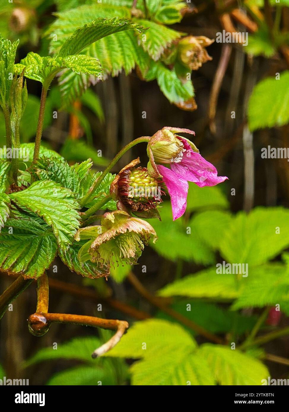 Salmonberry (Rubus spectabilis Stock Photo - Alamy