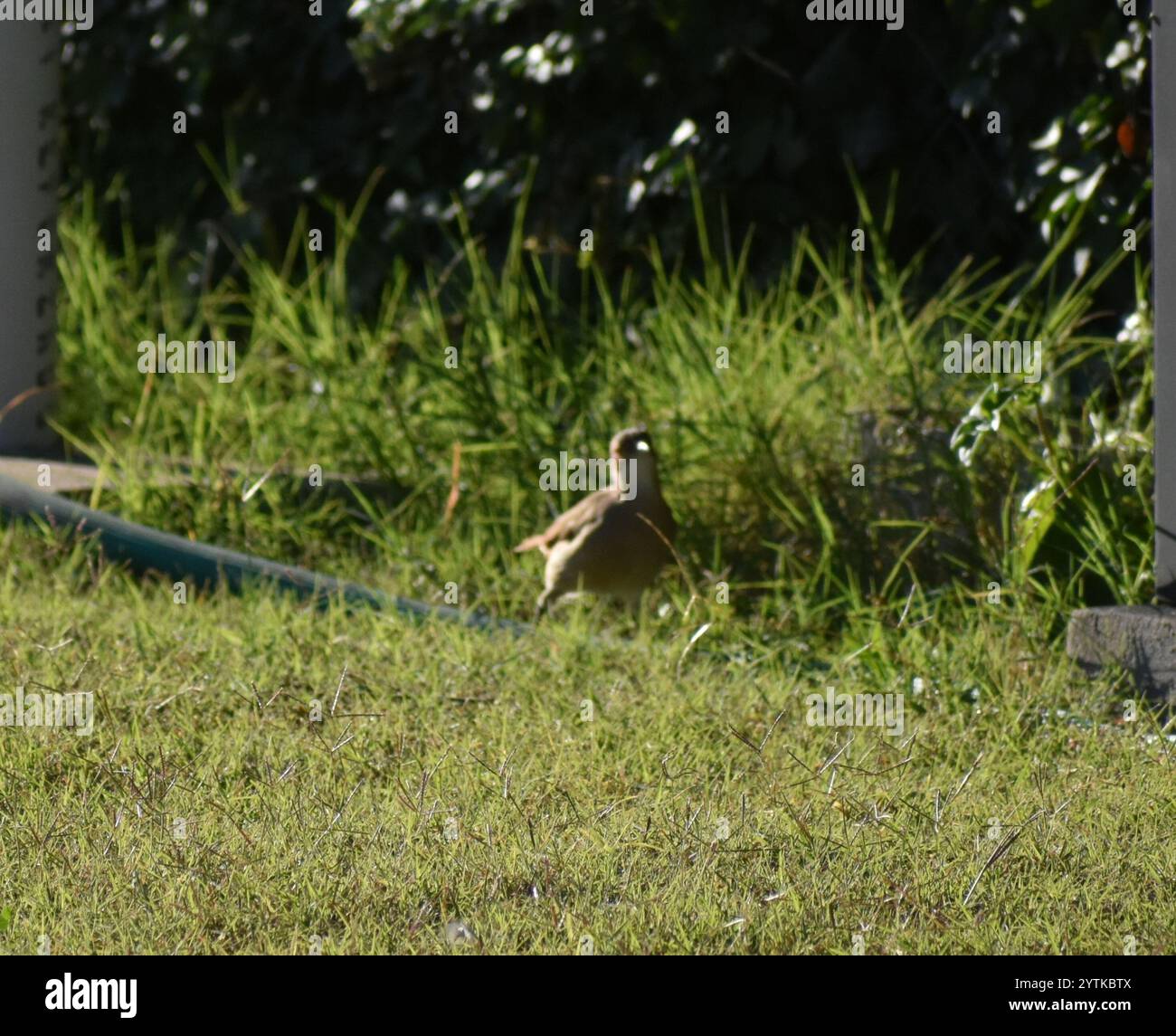 Rufous Hornero (Furnarius rufus Stock Photo - Alamy