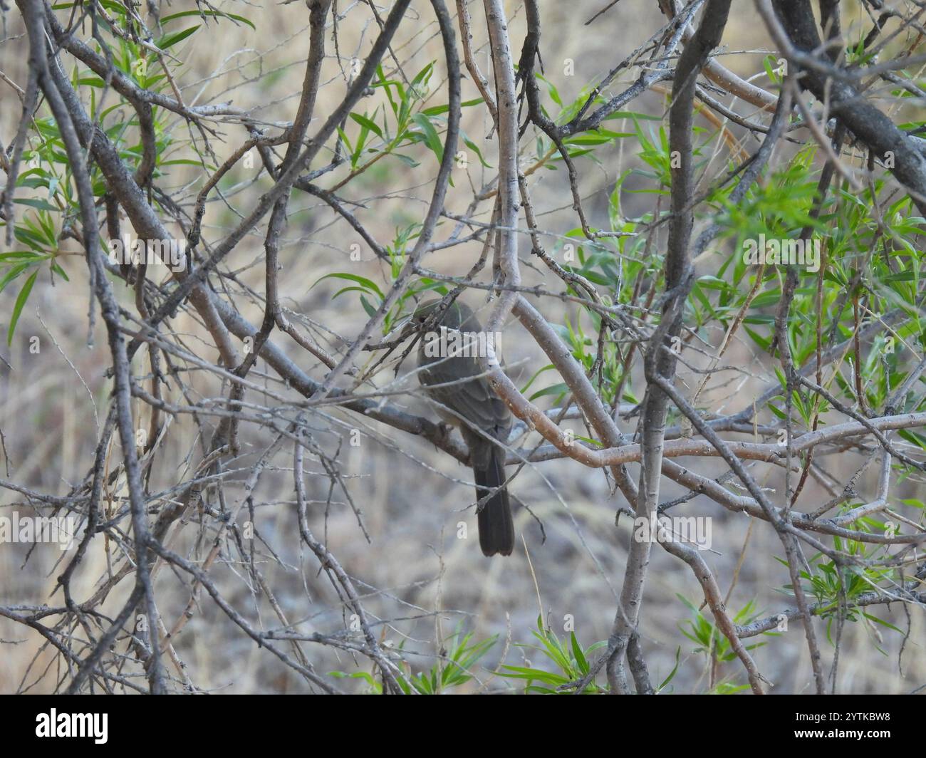 Canyon towhee melozone fusca hi-res stock photography and images - Alamy