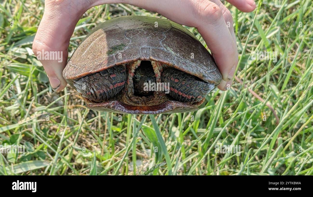 Painted Turtle (Chrysemys picta Stock Photo - Alamy