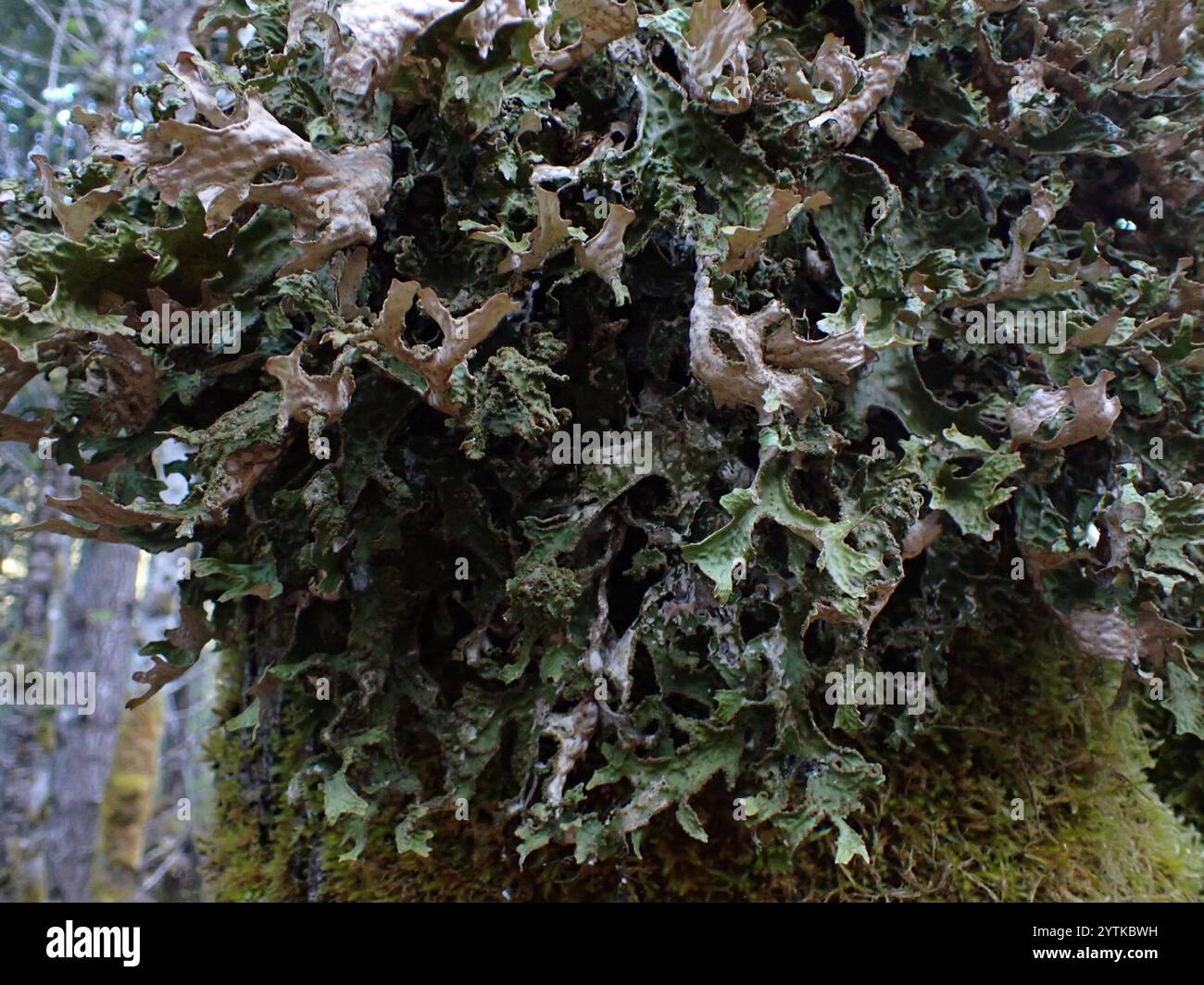 Tree Lungwort (Lobaria pulmonaria Stock Photo - Alamy