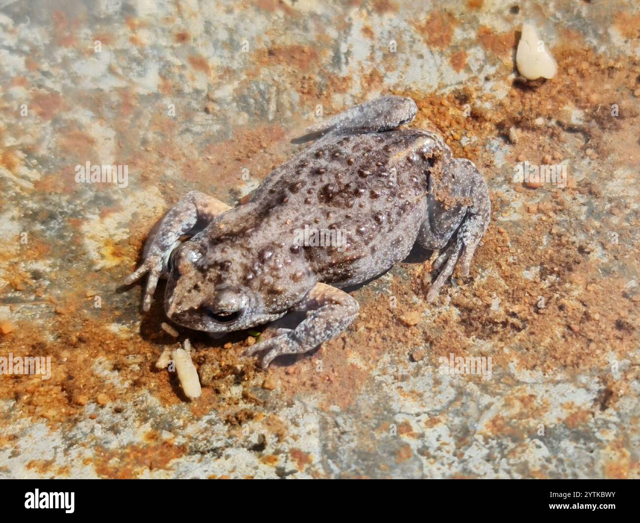Brood frog hi-res stock photography and images - Alamy