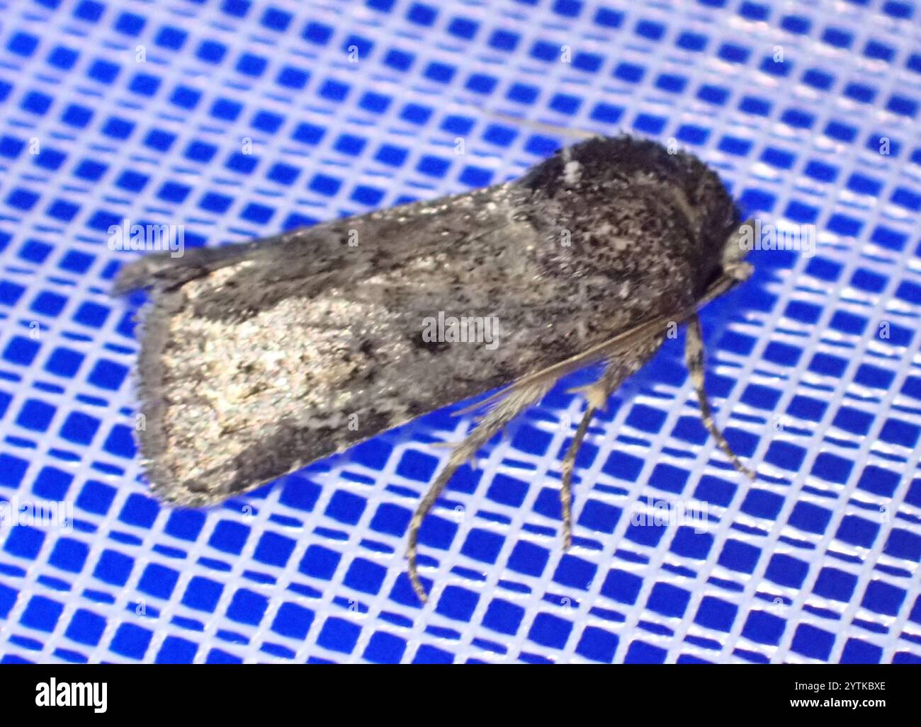 Cutworms and Dart Moths (Noctuinae Stock Photo - Alamy