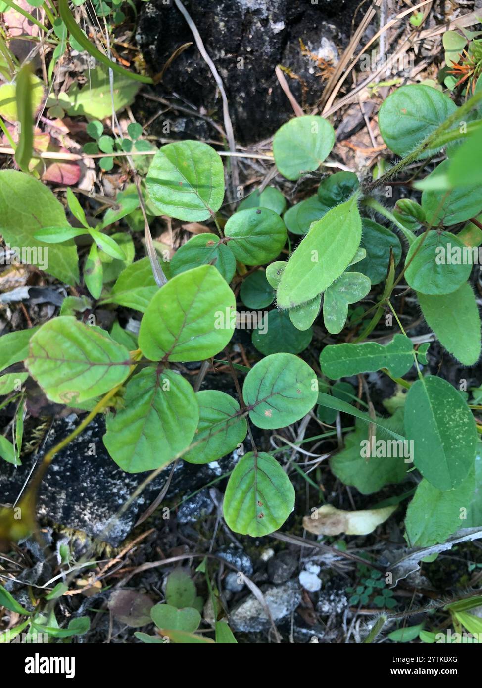 Sand Ticktrefoil (Desmodium lineatum Stock Photo - Alamy