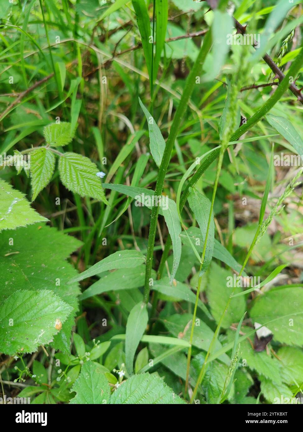 Black Rampion (Phyteuma nigrum Stock Photo - Alamy